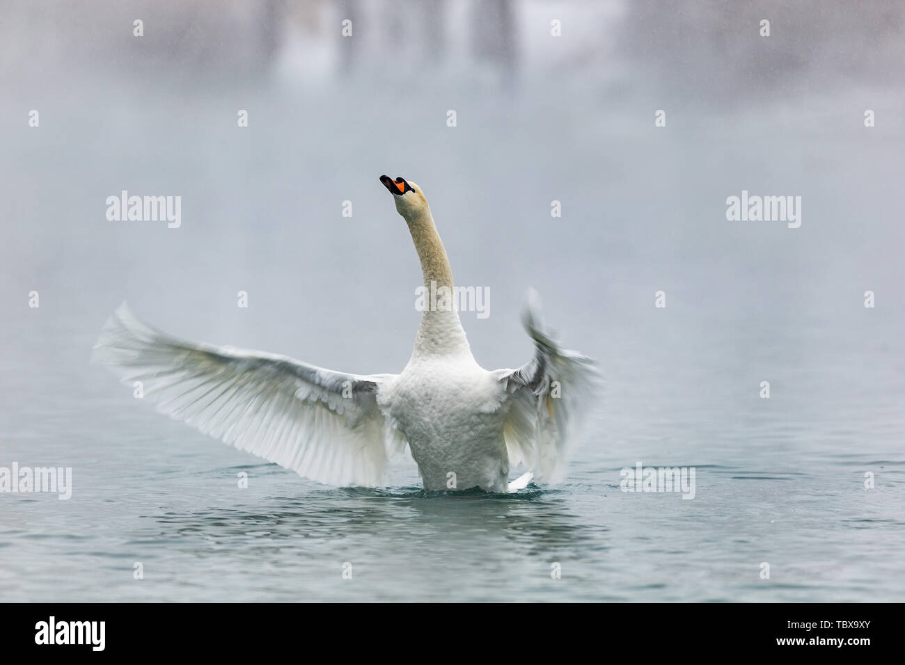 A warts-nosed swan swimming in hot springs in Yili, Xinjiang in winter ...
