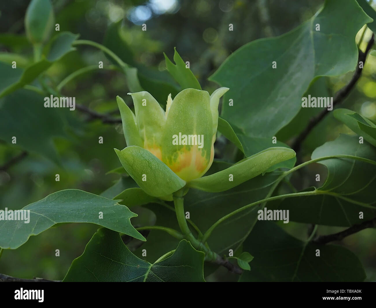 Liriodendron tulpifera hi-res stock photography and images - Alamy