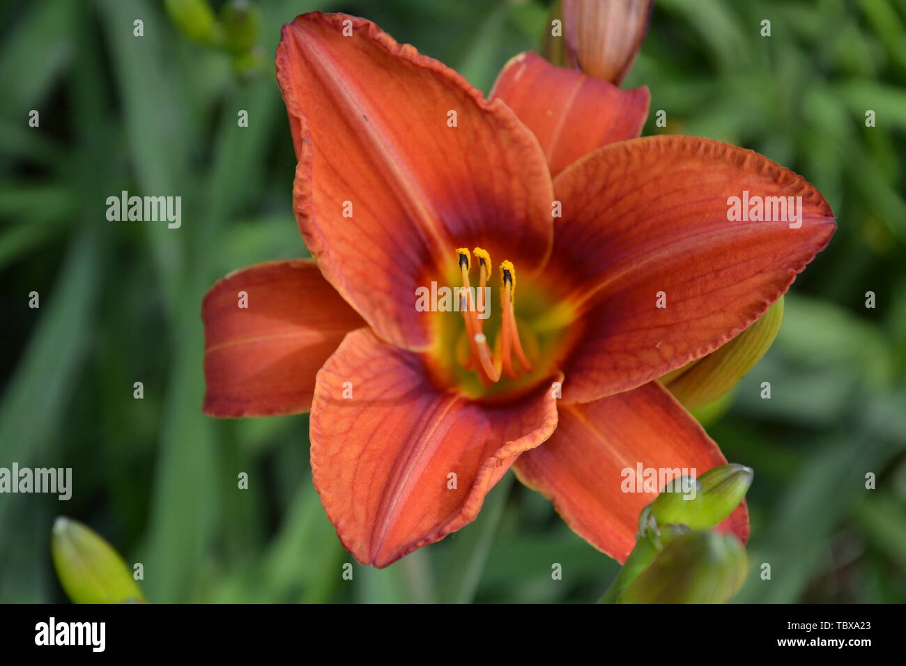 Santan flowers hi-res stock photography and images - Alamy