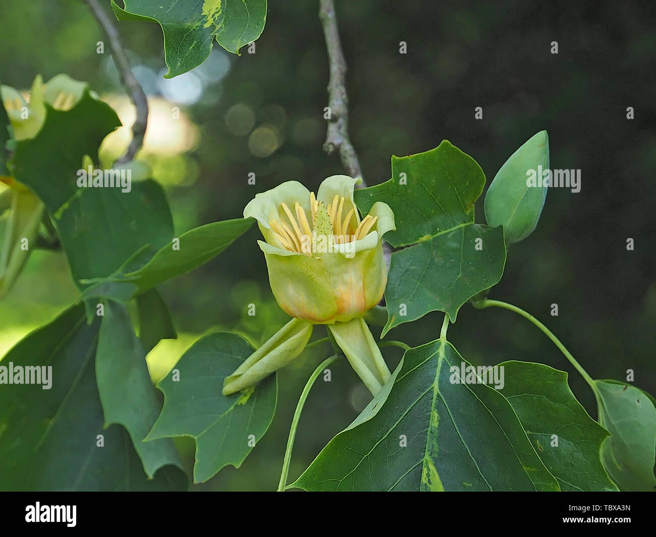 Tulip trees hi-res stock photography and images - Alamy