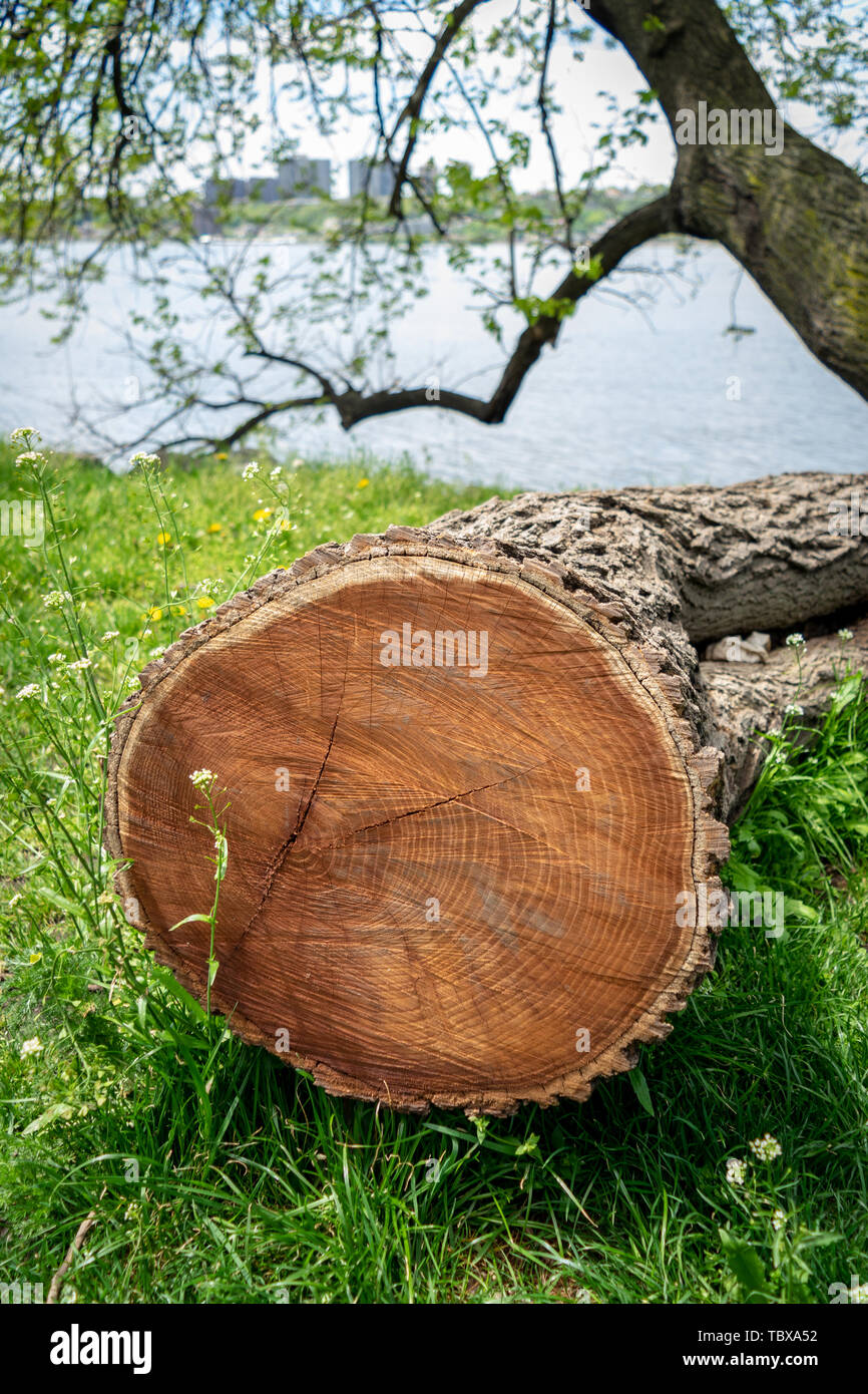Cross-section of a cut-down tree lying in a meadow of green grass ...