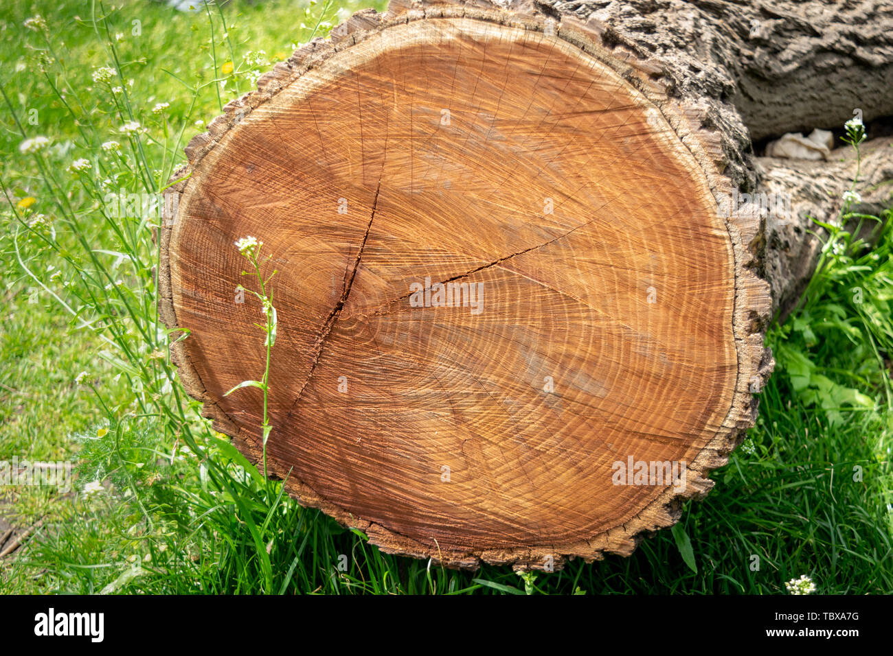 Cross-section of a cut-down tree lying in a meadow of green grass ...