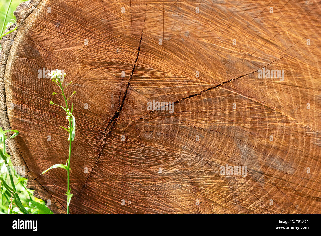 Tree Cross Section White Oak High Resolution Stock Photography and ...