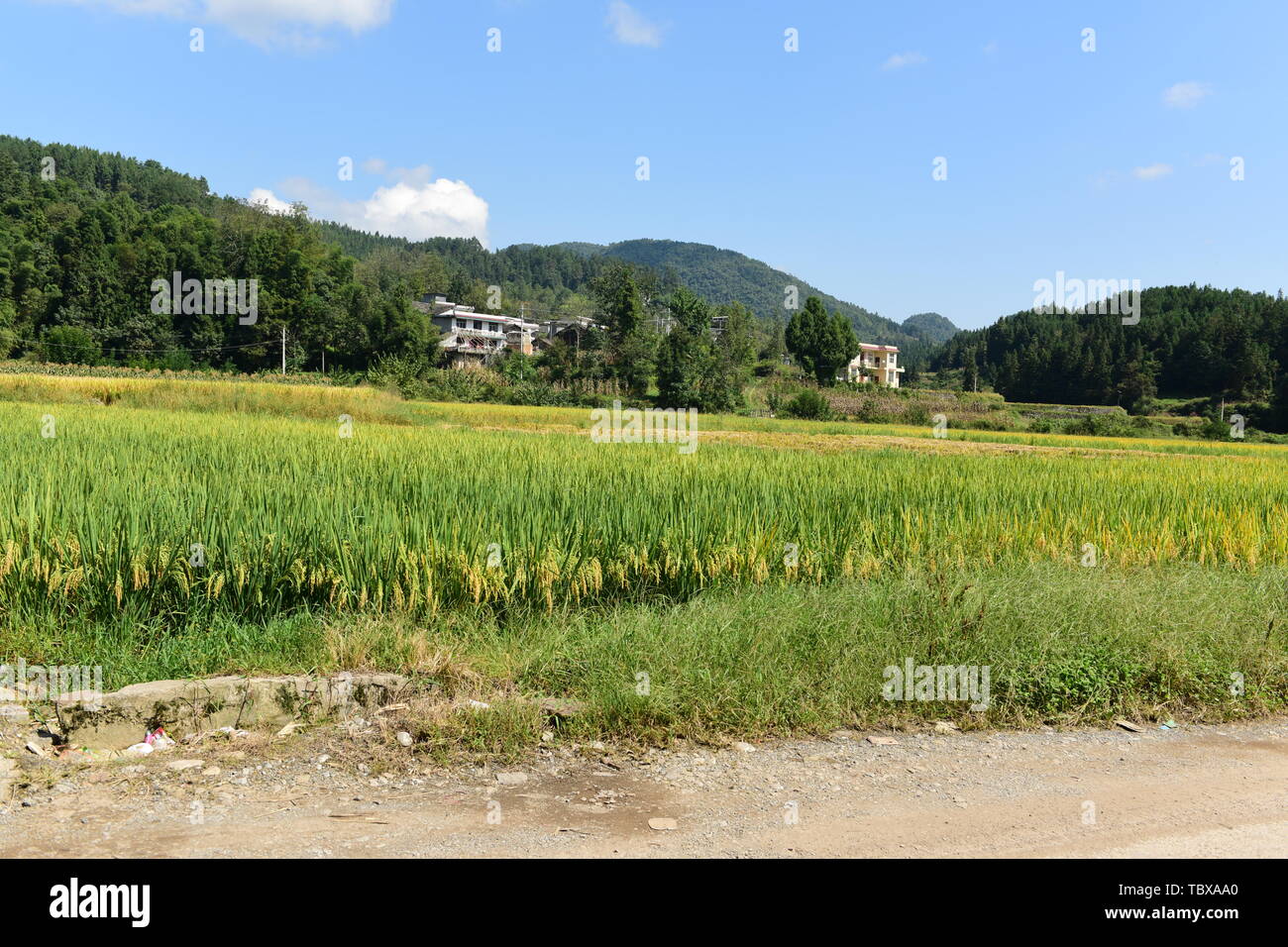 High definition rice hi-res stock photography and images - Alamy