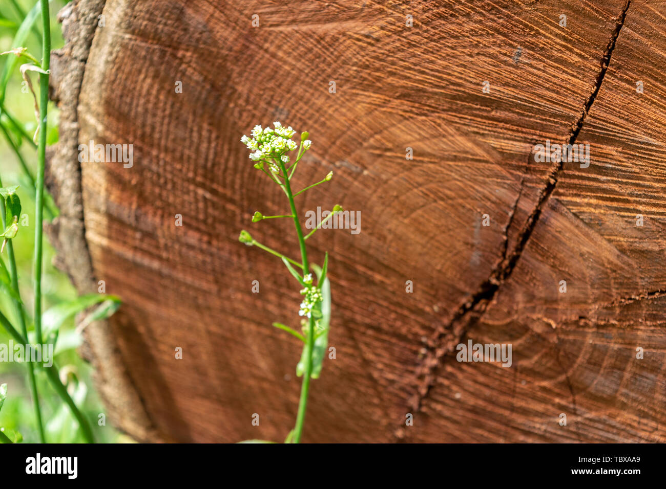 Closeup of a cross-section of a cut-down tree lying in a meadow of ...