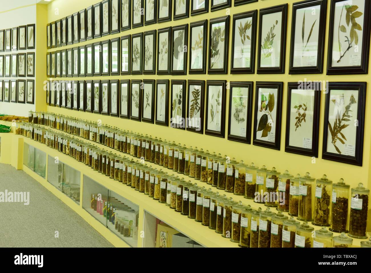 Chinese herbal plant specimens Stock Photo - Alamy