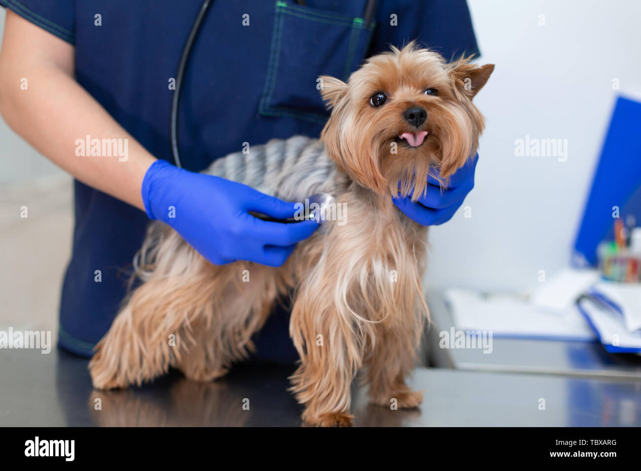 Professional vet doctor examines a small dog breed Yorkshire Terrier ...
