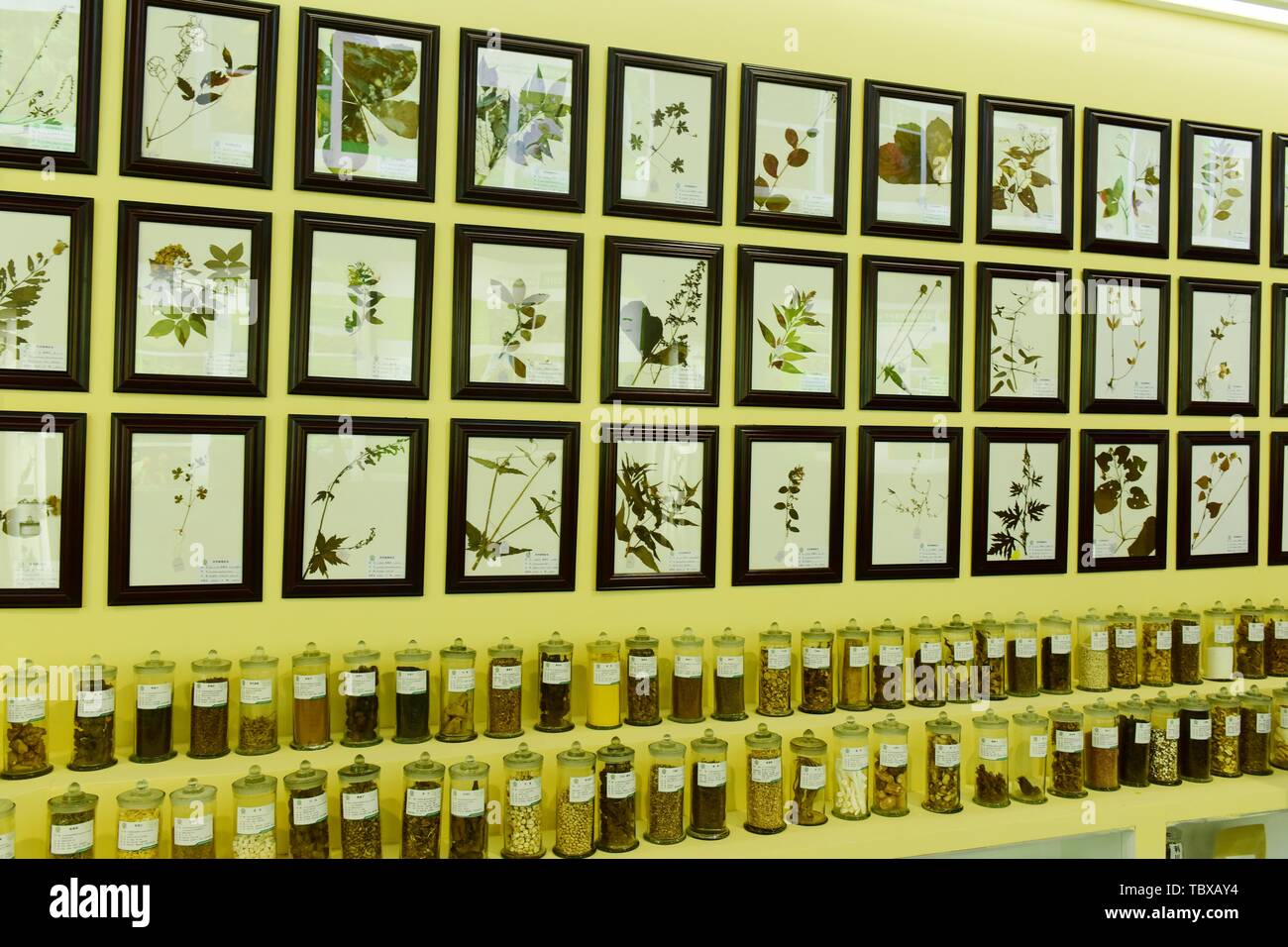 Chinese herbal plant specimens Stock Photo - Alamy