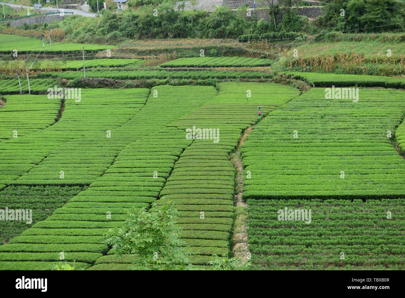 Tea garden scenery Stock Photo - Alamy