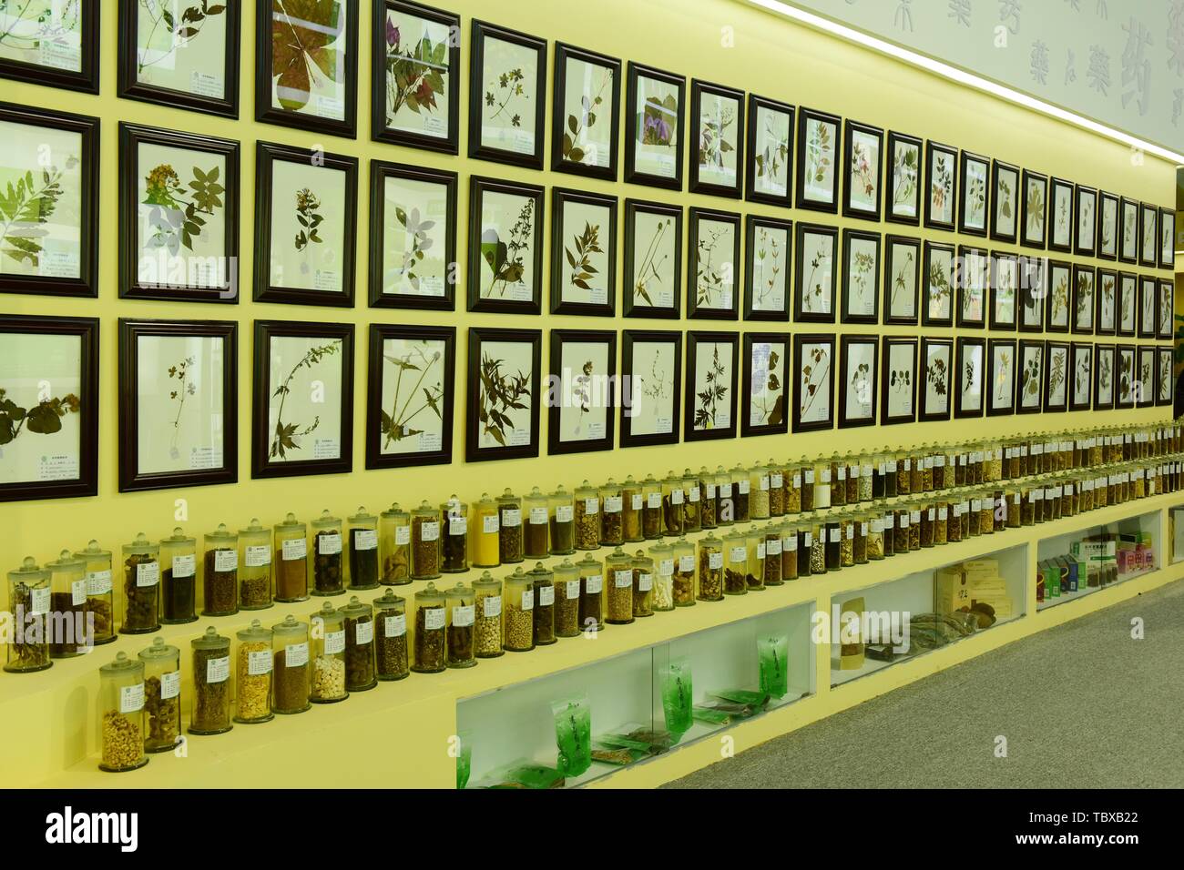 Chinese herbal plant specimens Stock Photo - Alamy
