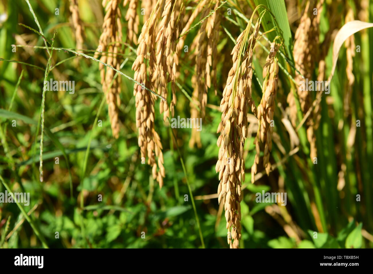 Rice material hi-res stock photography and images - Alamy