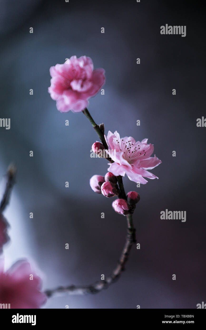 Spring is coming and peach blossoms are in full bloom Stock Photo - Alamy