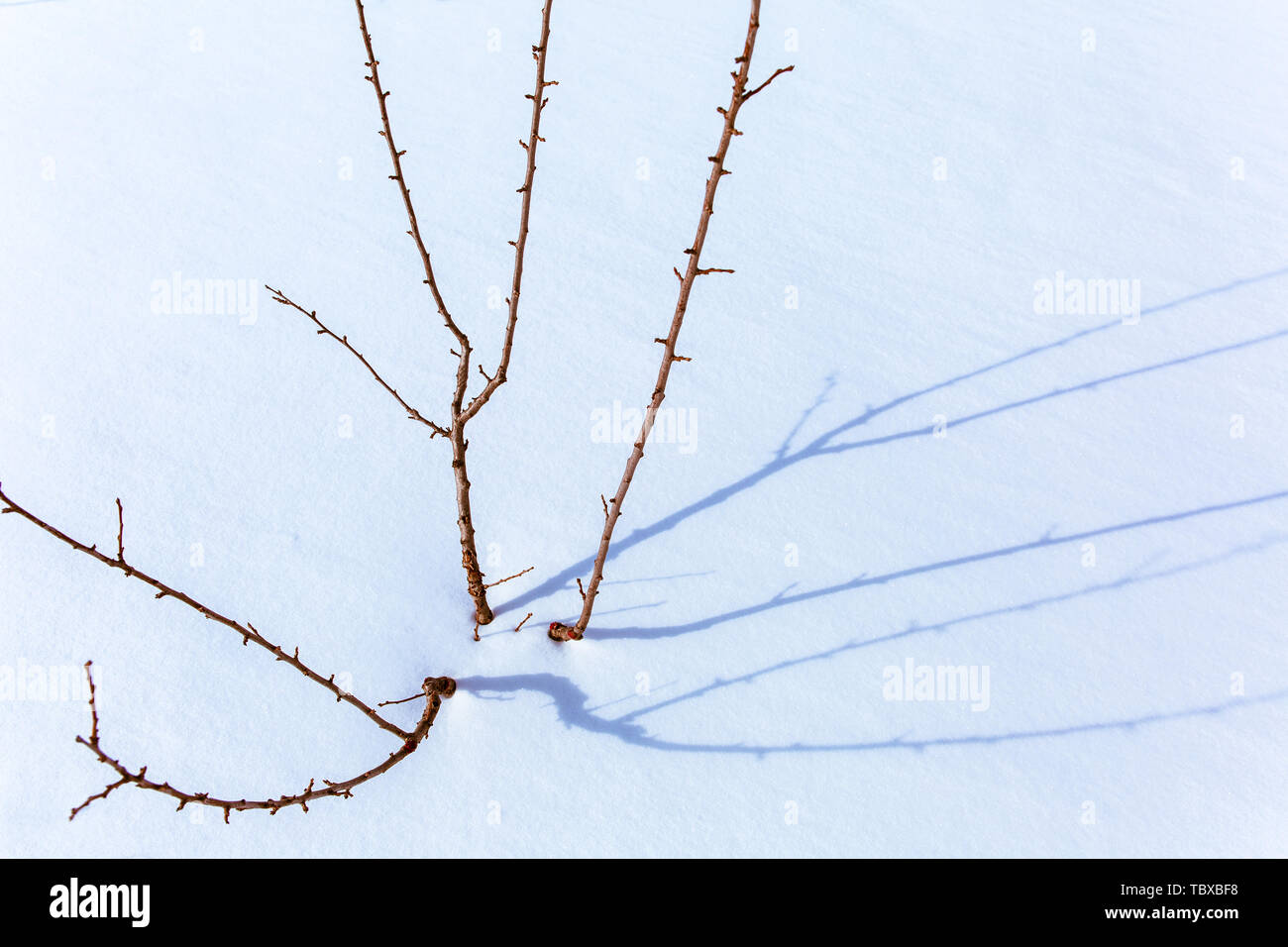 Beautiful shadow cast by small trees in the snow Stock Photo - Alamy