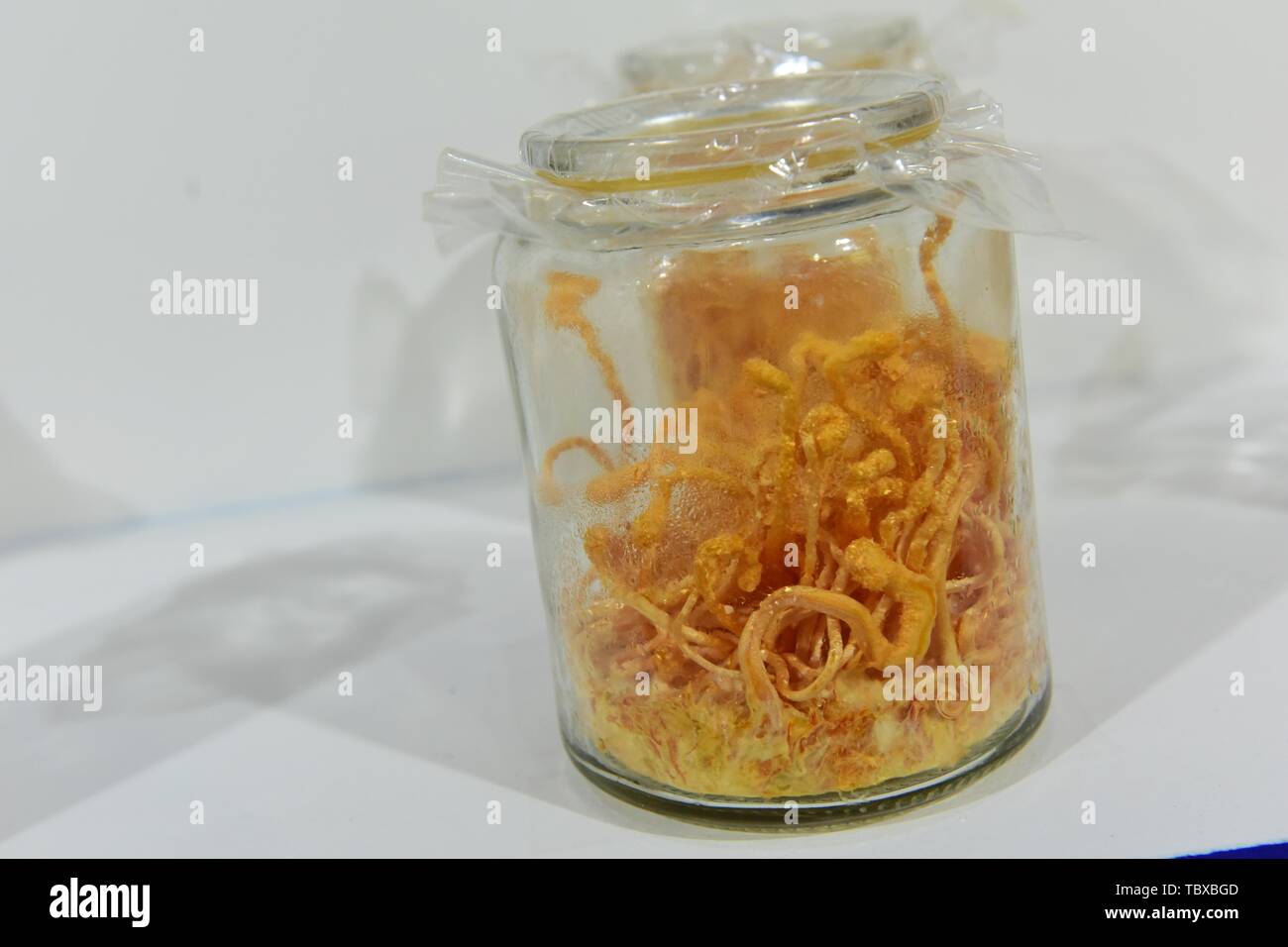 Cordyceps seed entity hi-res stock photography and images - Alamy