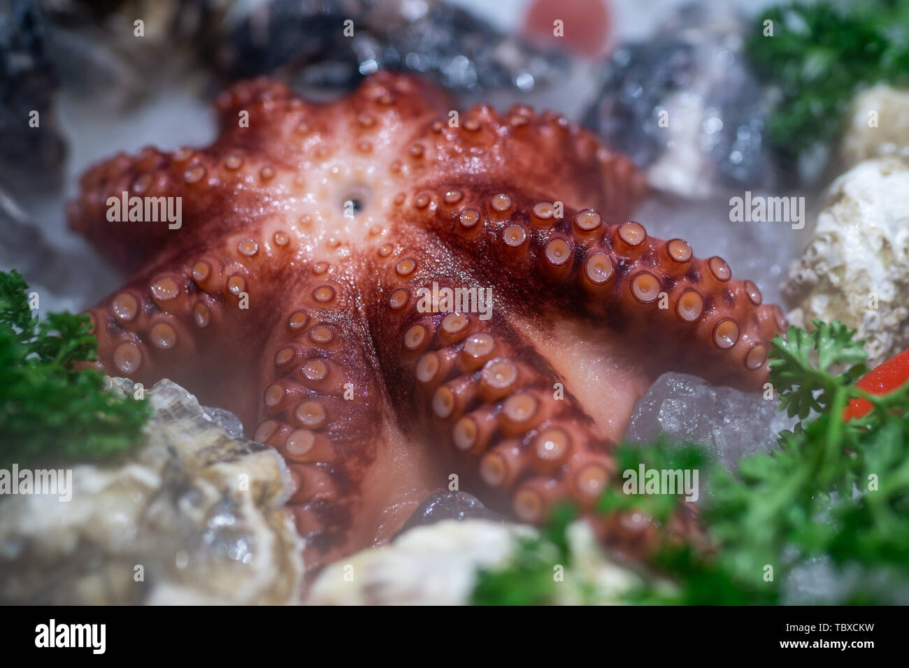 Vertebrates and invertebrates hi-res stock photography and images - Alamy