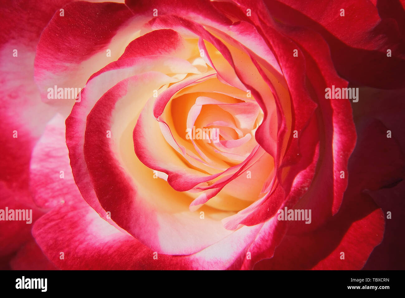 Micro flowers - moon season Stock Photo - Alamy