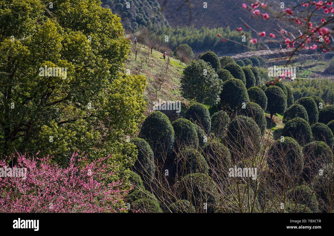 Daylight and grain planting beautiful hi-res stock photography and ...
