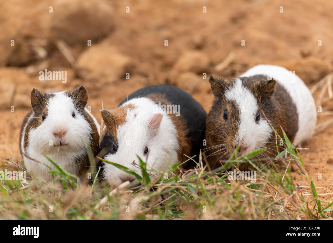 Dutch pigs hi-res stock photography and images - Alamy