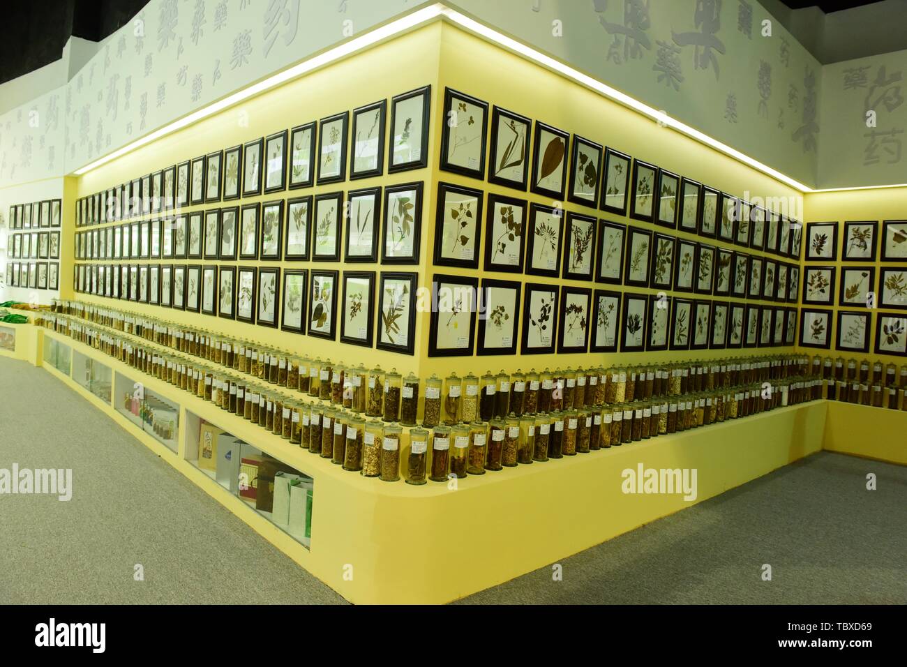 Chinese herbal plant specimens Stock Photo - Alamy