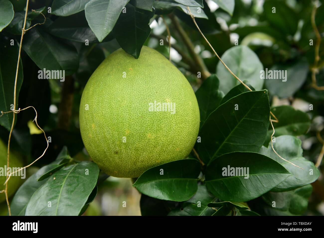 Pomelo material hi-res stock photography and images - Alamy