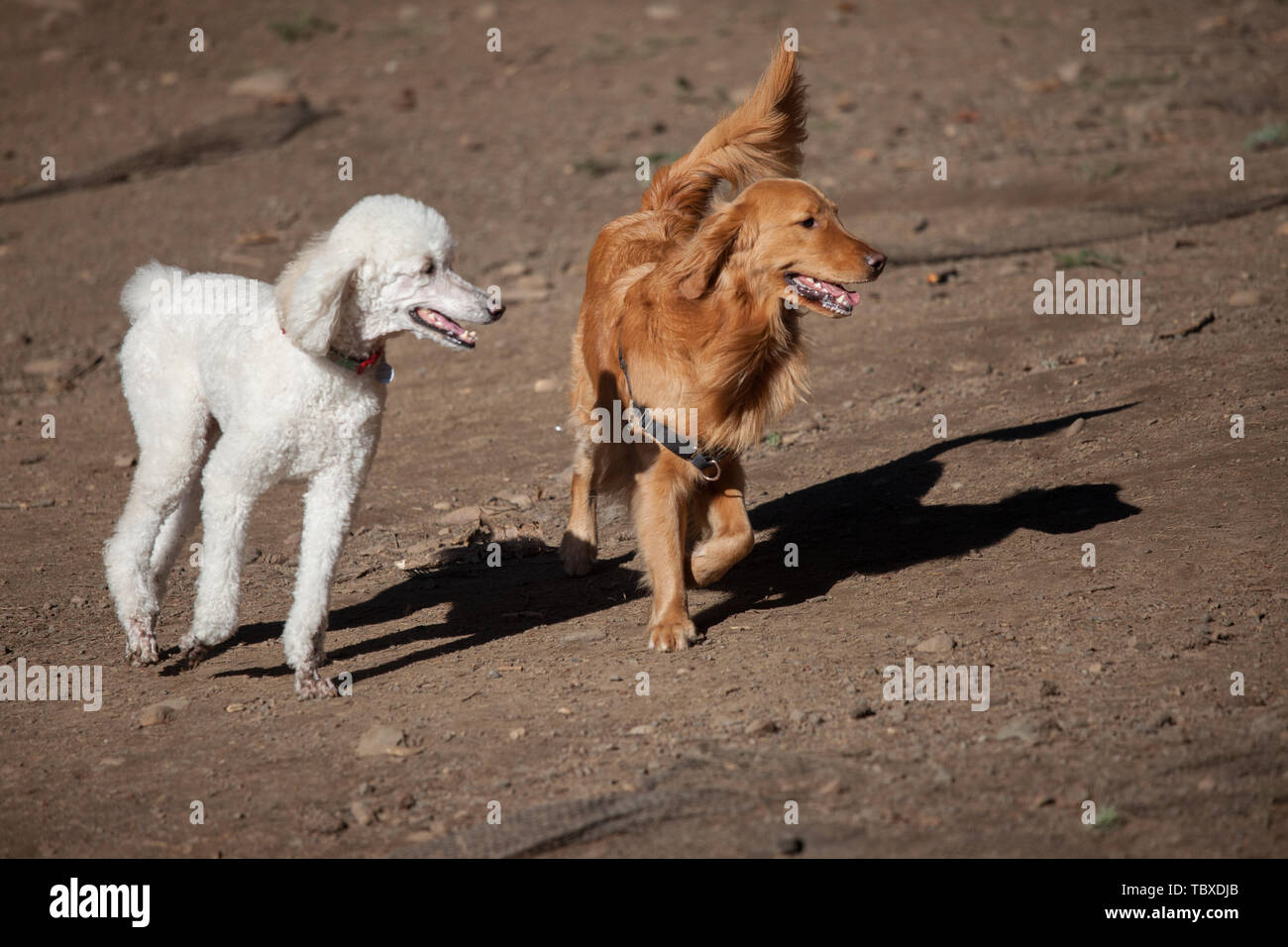 Funny dog in play Stock Photo - Alamy