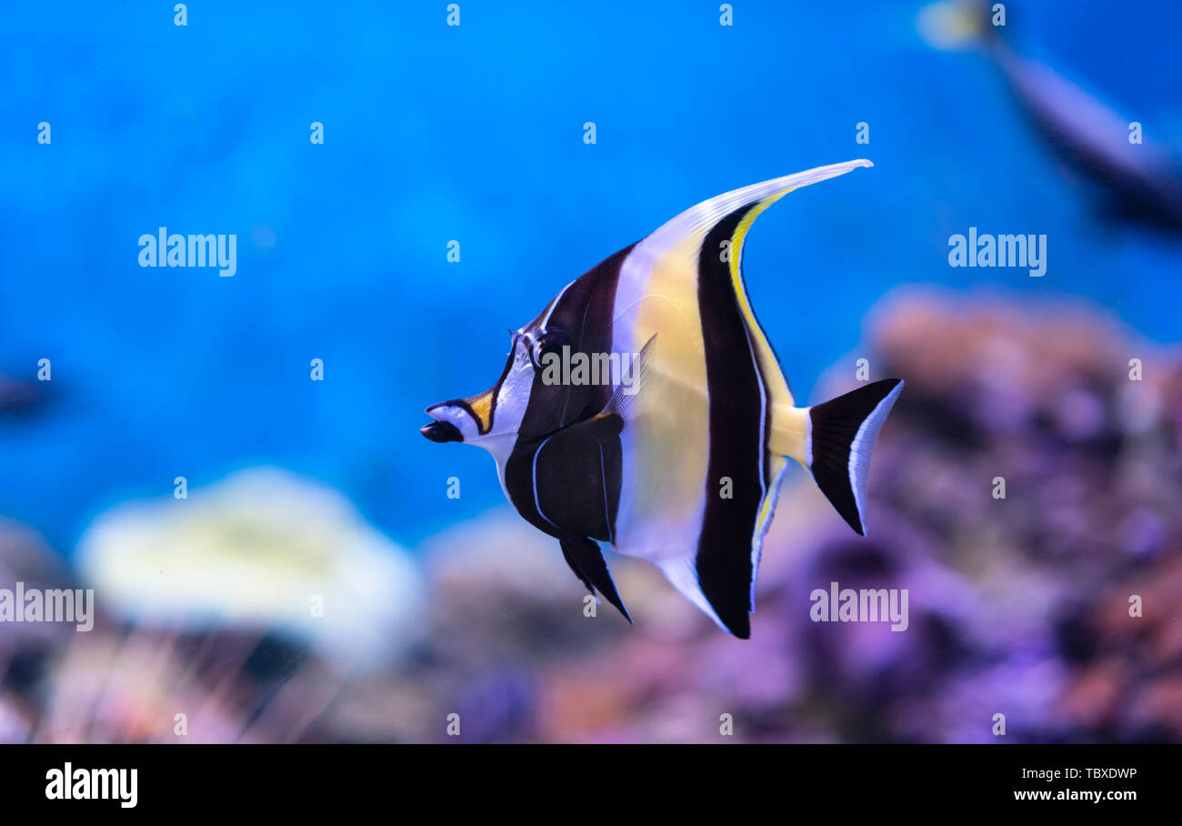 Sickle fish hi-res stock photography and images - Alamy