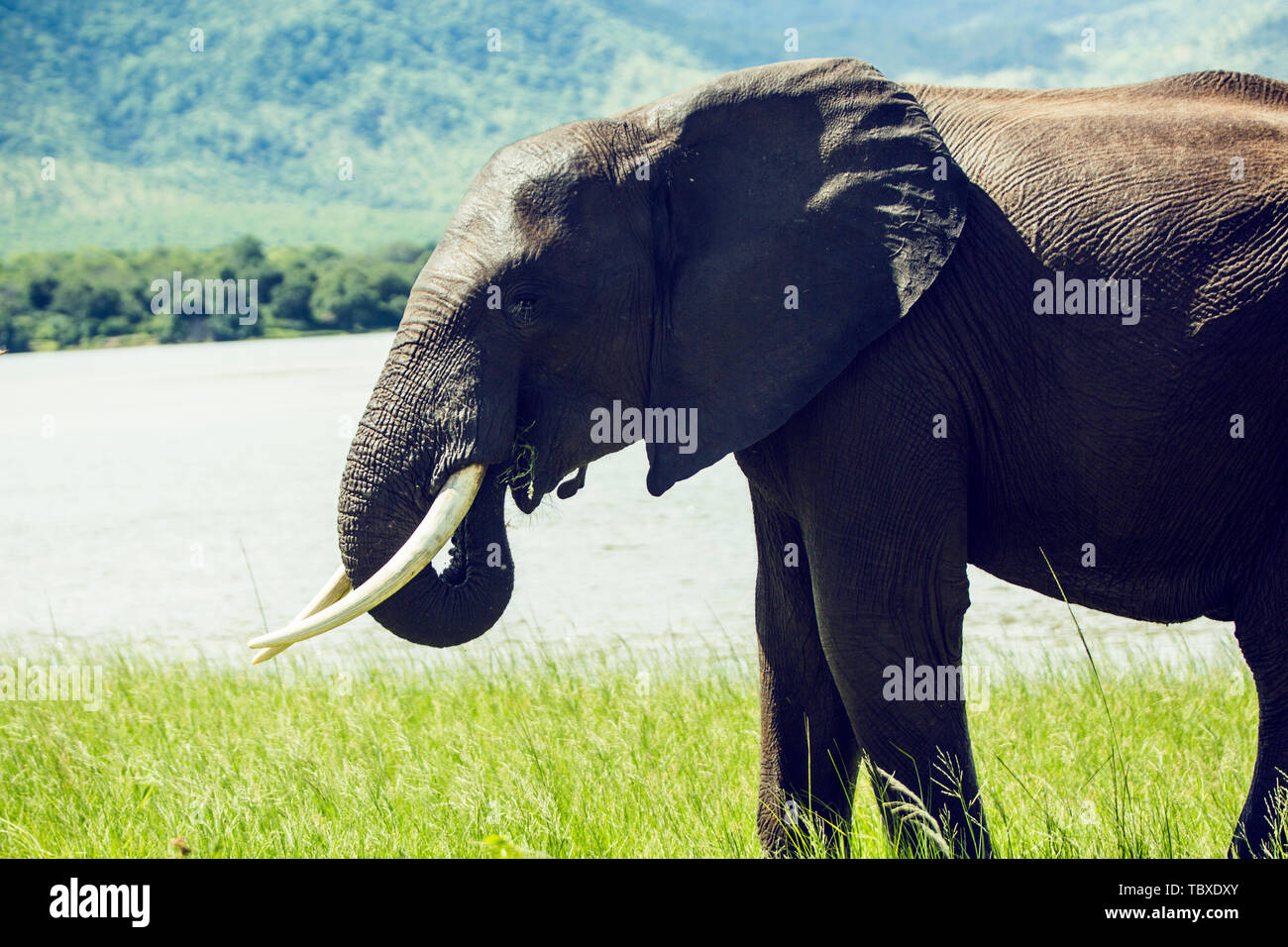 Africa, Zimbabwe, manaturals, national parks, animals, elephants, baby ...