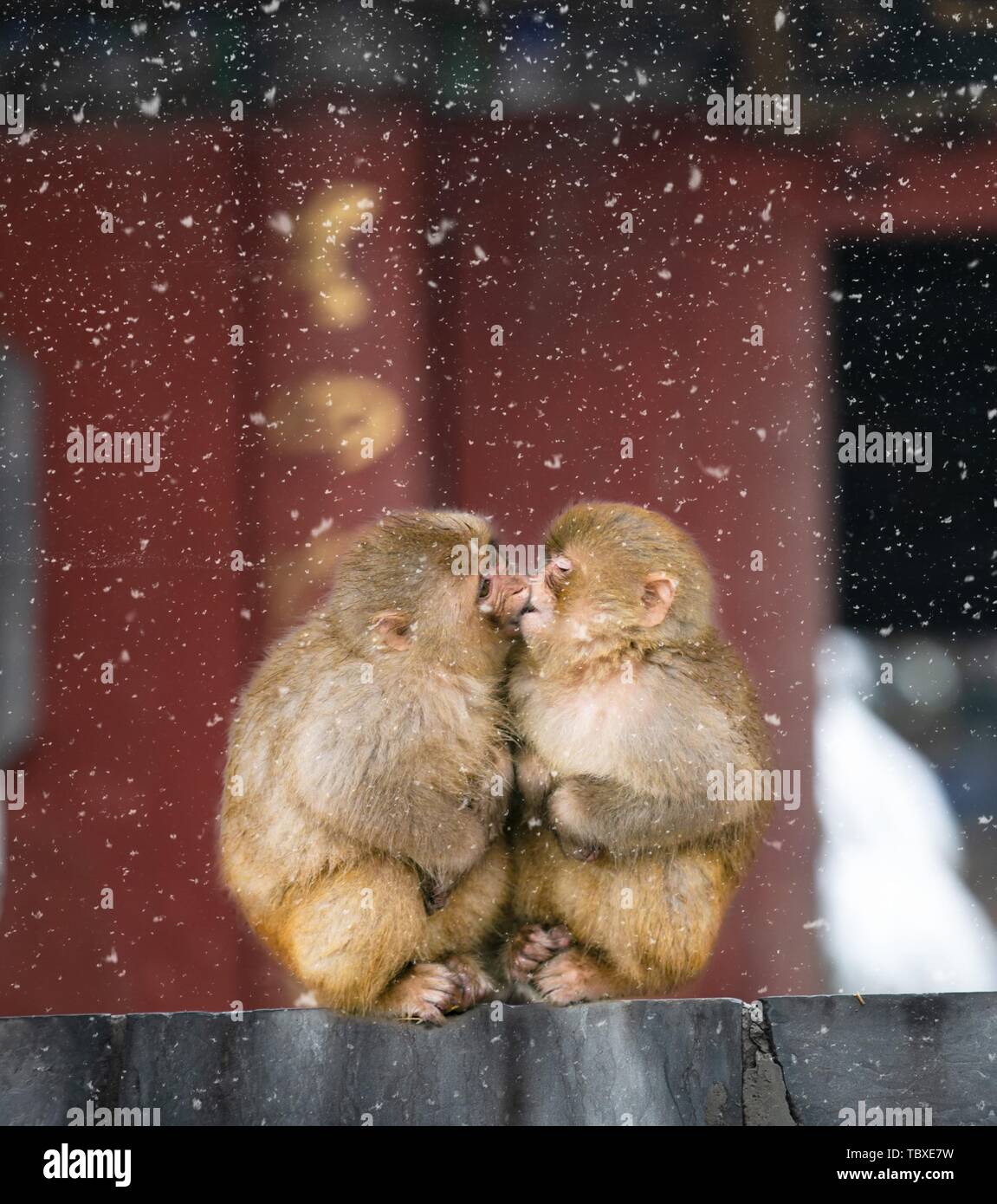 Taihang macaque in heavy snow Stock Photo - Alamy