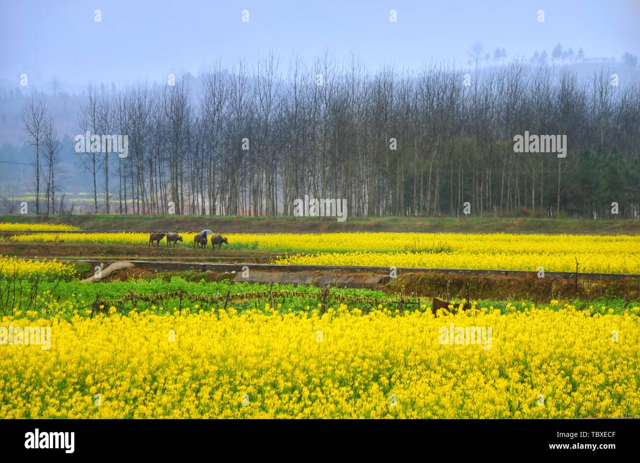 There are endless scenery in the world, I have an old mood! Stock Photo ...