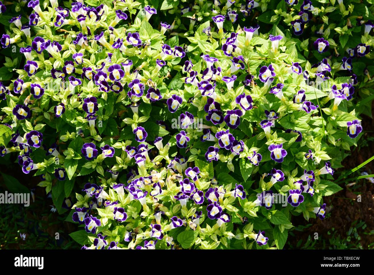 Blue pig's ear floral Stock Photo - Alamy