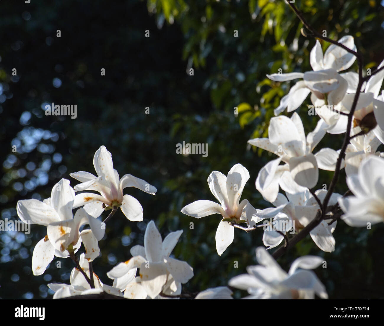 Magnolia grain hi-res stock photography and images - Alamy