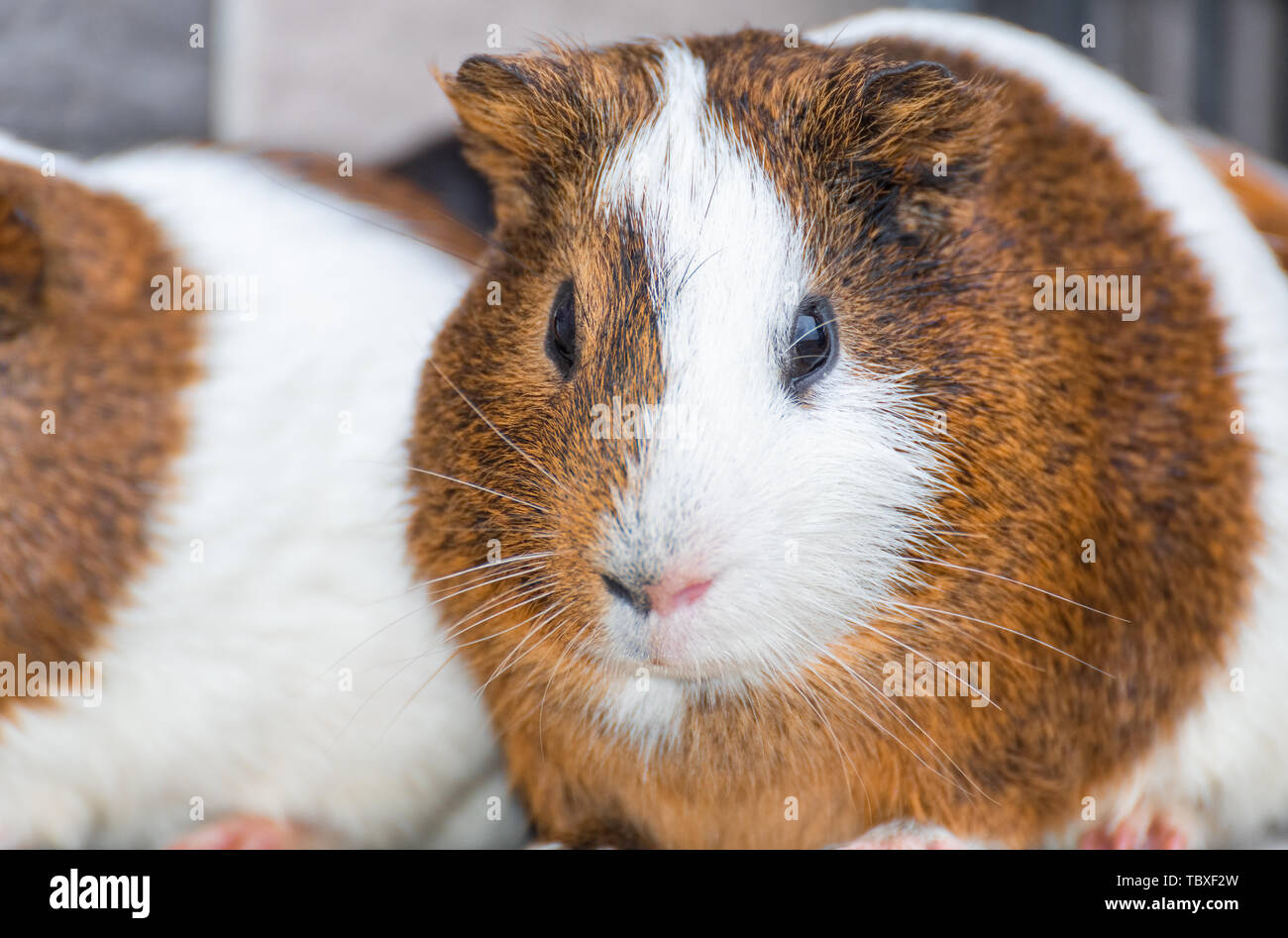 Dutch rat hi-res stock photography and images - Alamy