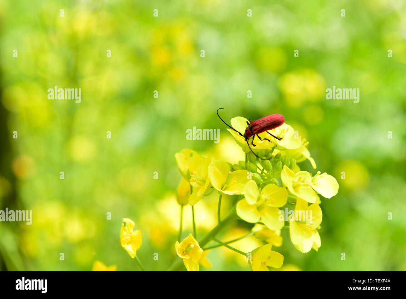 Spring of bugs Stock Photo - Alamy