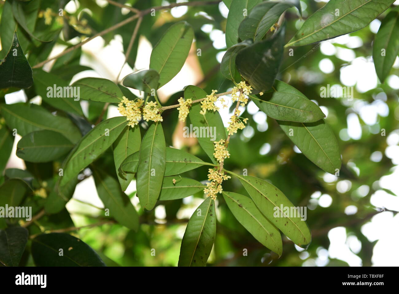Silver osmanthus hi-res stock photography and images - Alamy