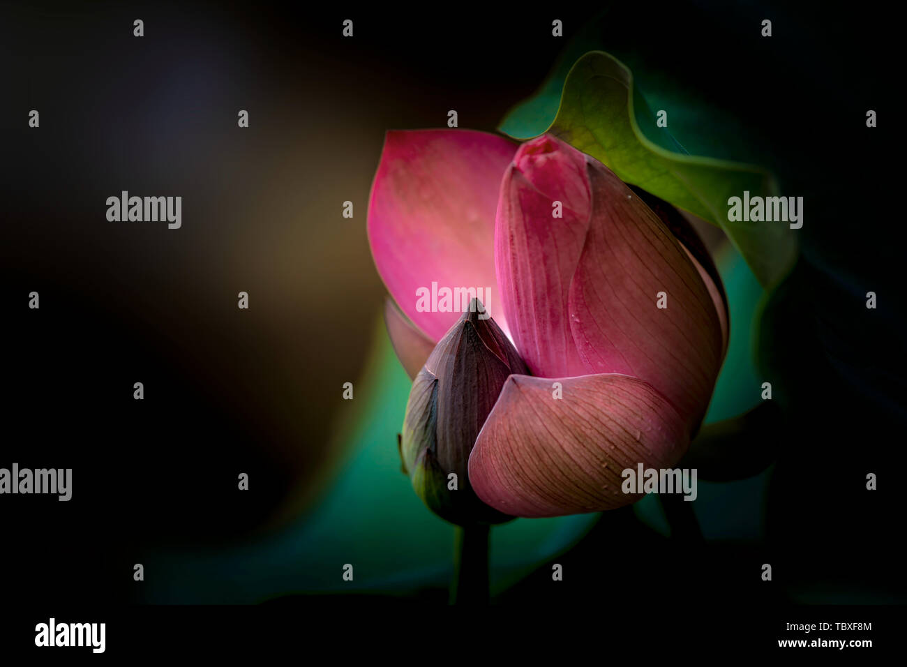 Creative lotus, unique beauty, love overflowing picture, artistic ...