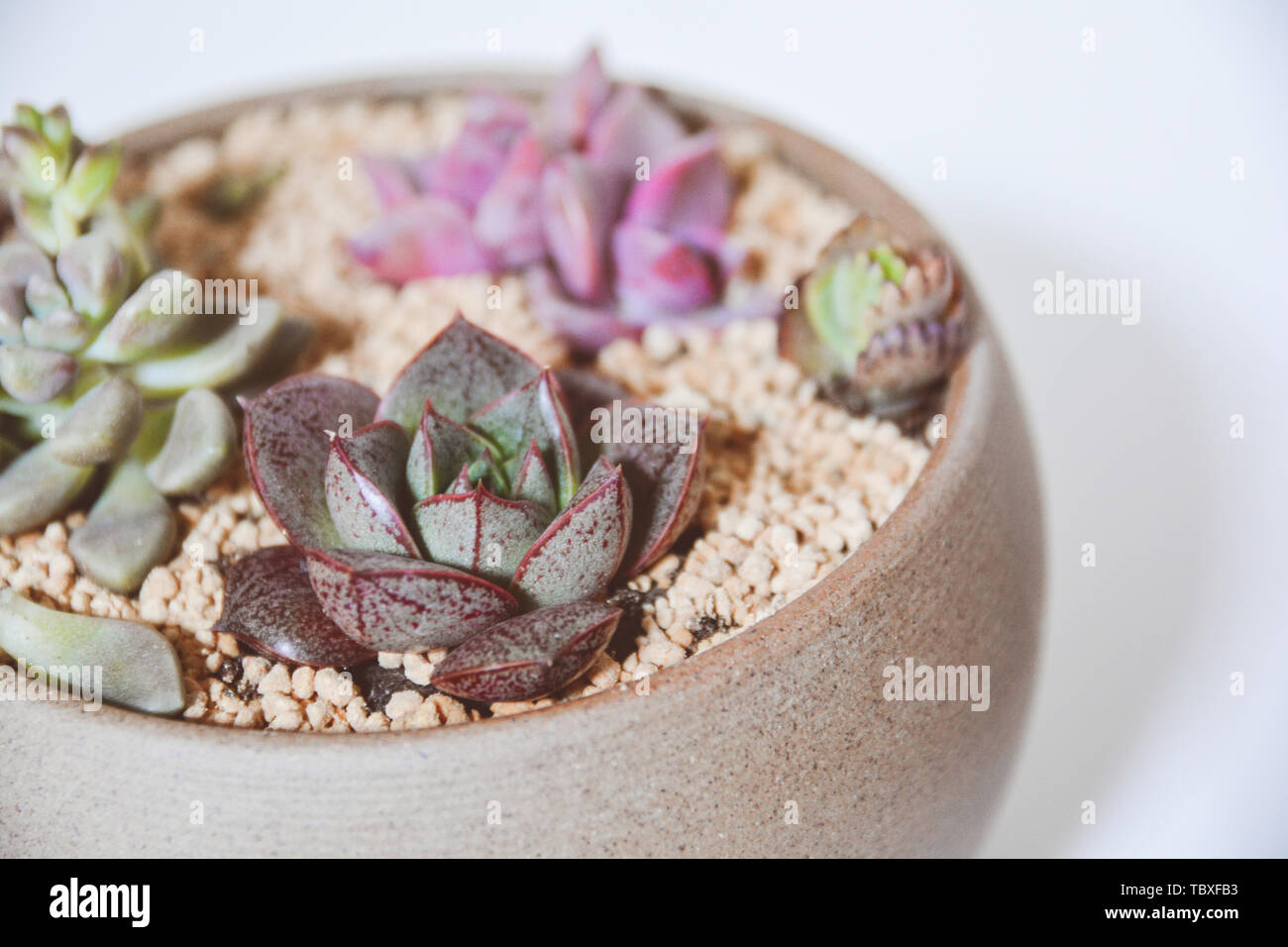 Big fleshy leaves hi-res stock photography and images - Alamy