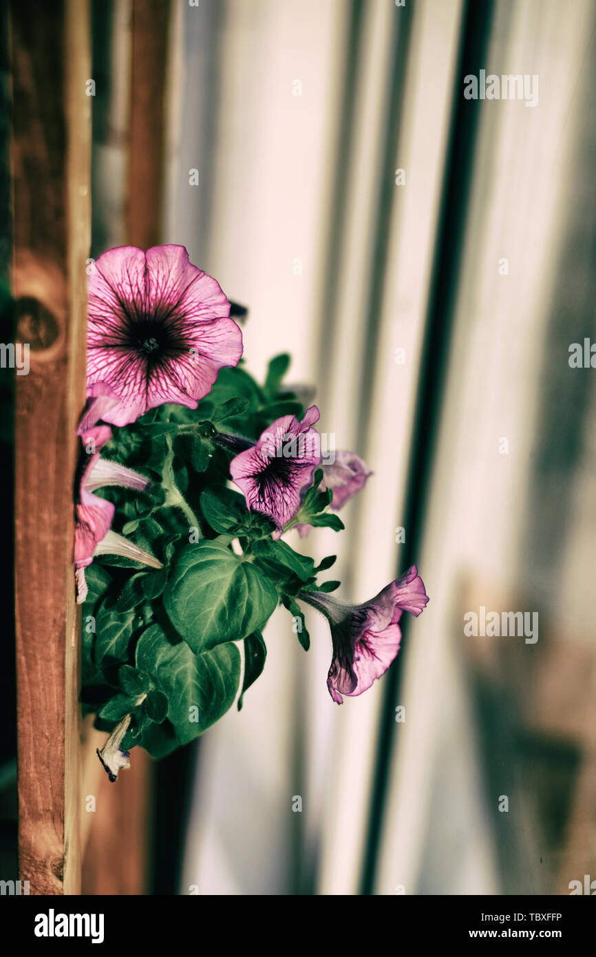 One petunia hi-res stock photography and images - Alamy