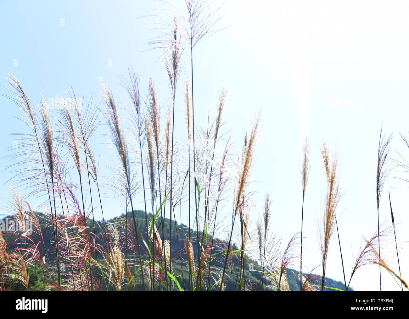 Reed hd hi-res stock photography and images - Alamy