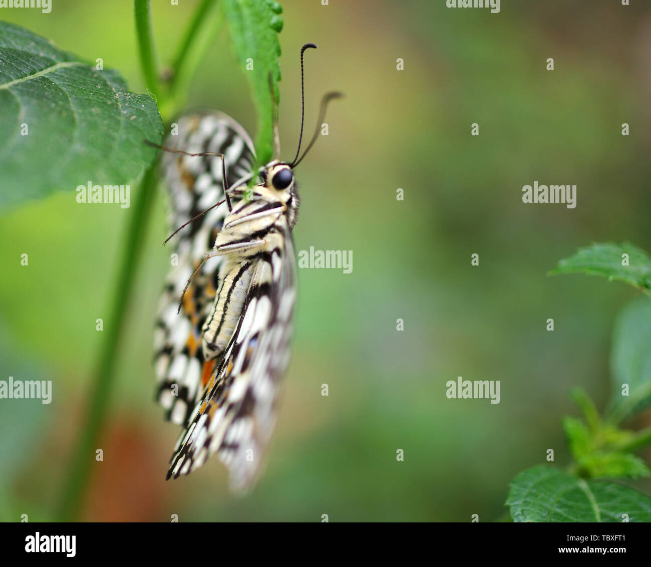 Butterfly crest hi-res stock photography and images - Alamy
