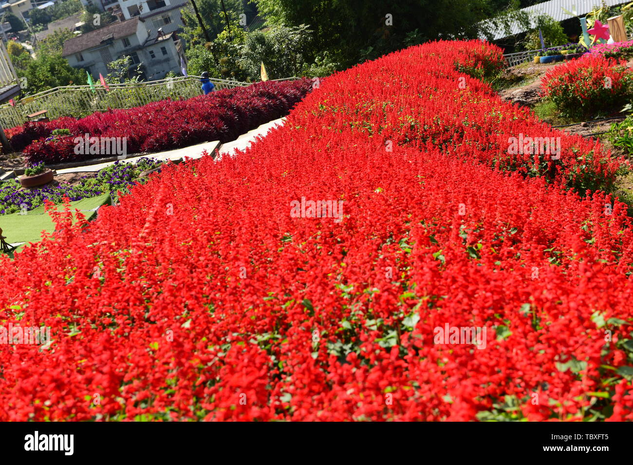 A bunch of red flowers Stock Photo - Alamy