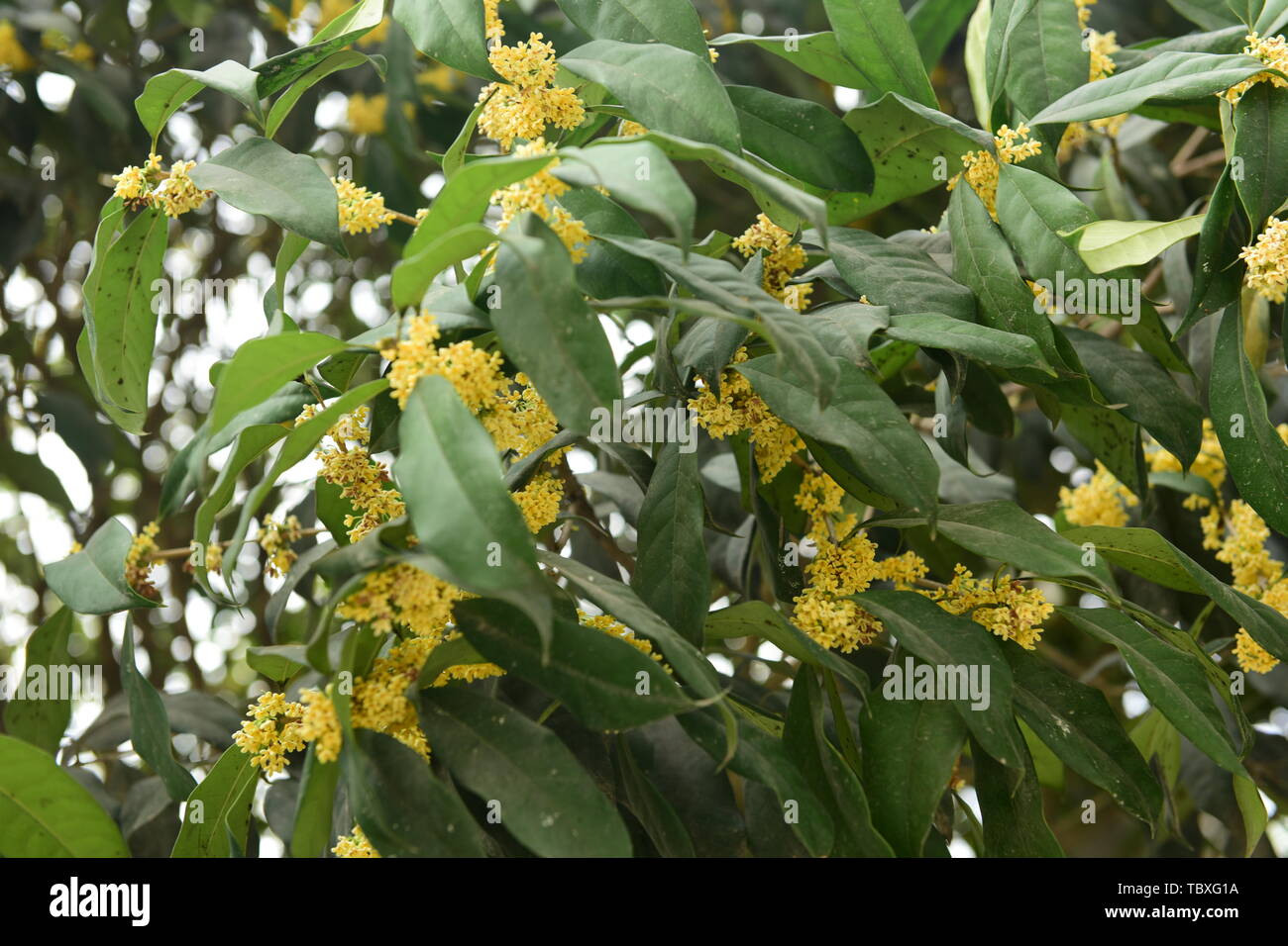 Silver osmanthus hi-res stock photography and images - Alamy
