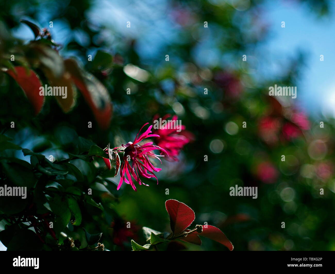 Safflower illustration hi-res stock photography and images - Alamy