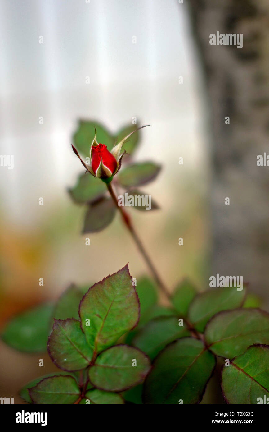 Moon flower bud Stock Photo - Alamy