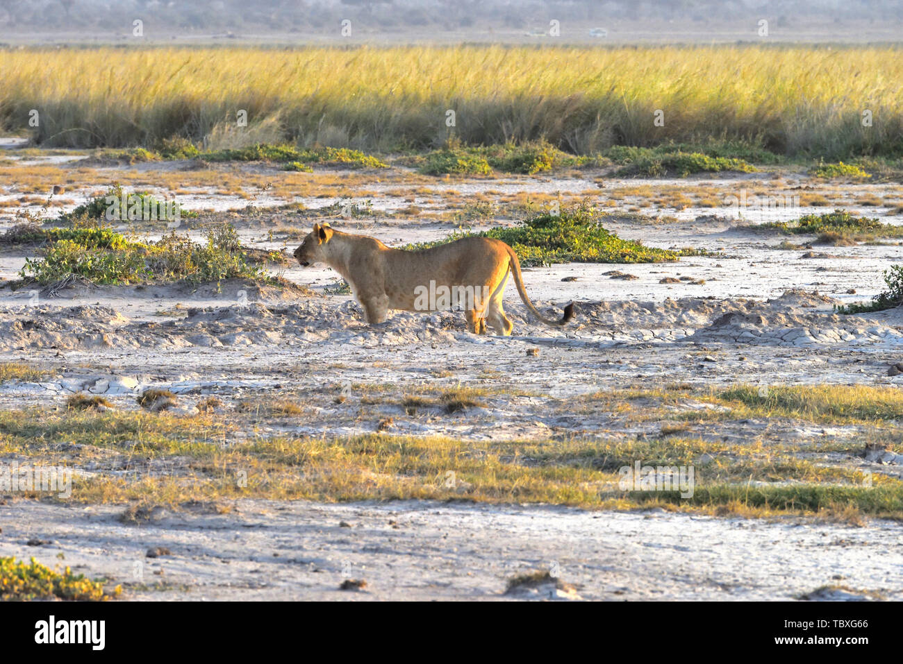 The Lions, the Simba family Stock Photo - Alamy