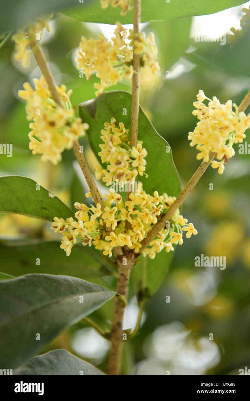 Silver osmanthus hi-res stock photography and images - Alamy