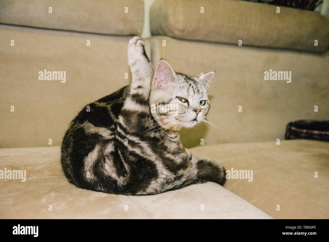 Home cute beautiful short tabby cat, soft body, yoga animal, sleeping ...