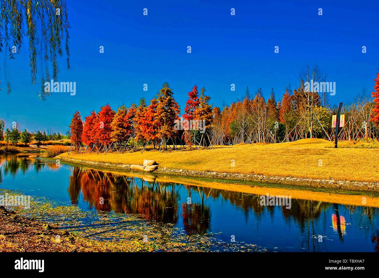 Scenery of Chenshan Botanical Garden in Shanghai Stock Photo - Alamy