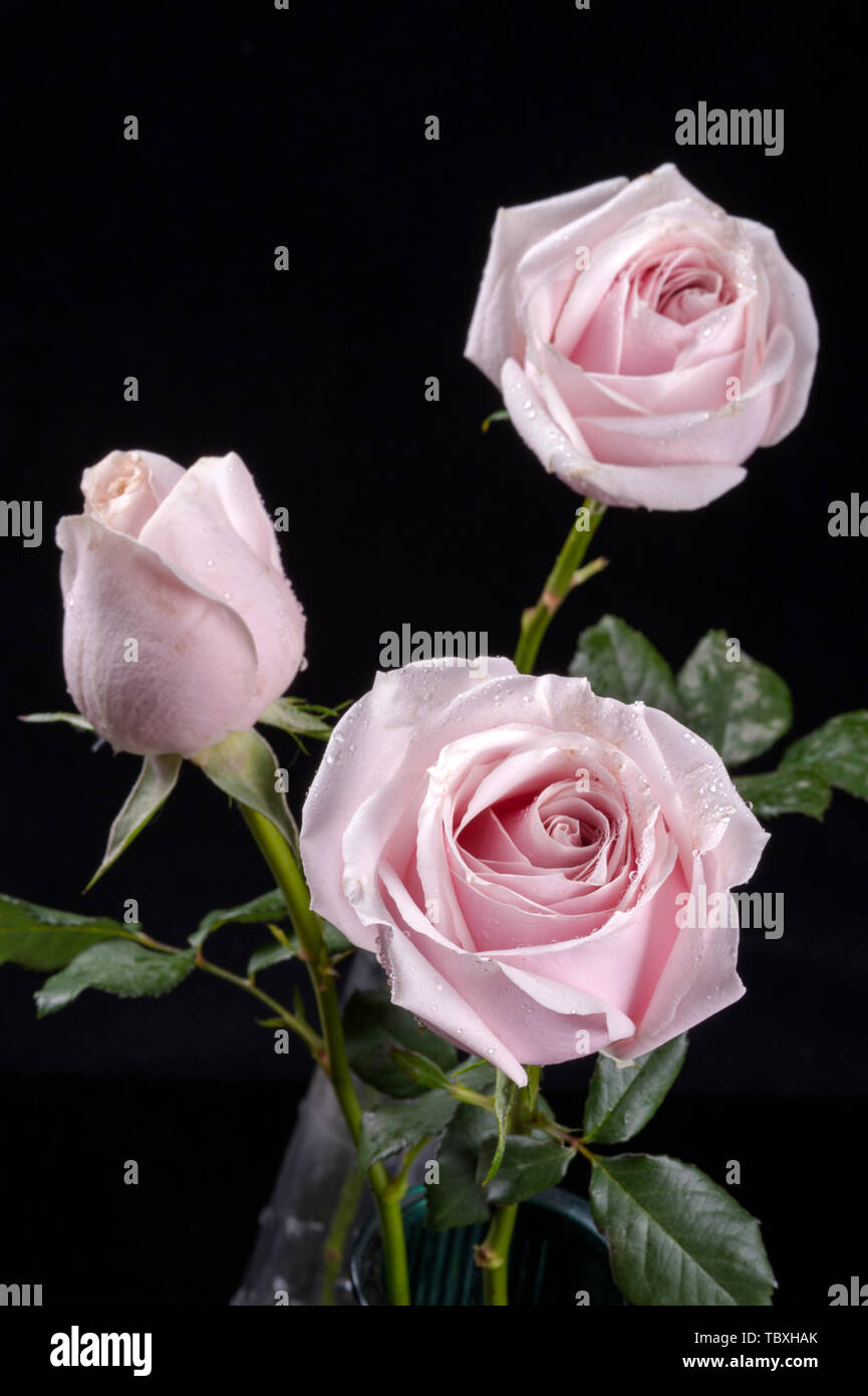 Pink Snow Mountain Rose Stock Photo - Alamy