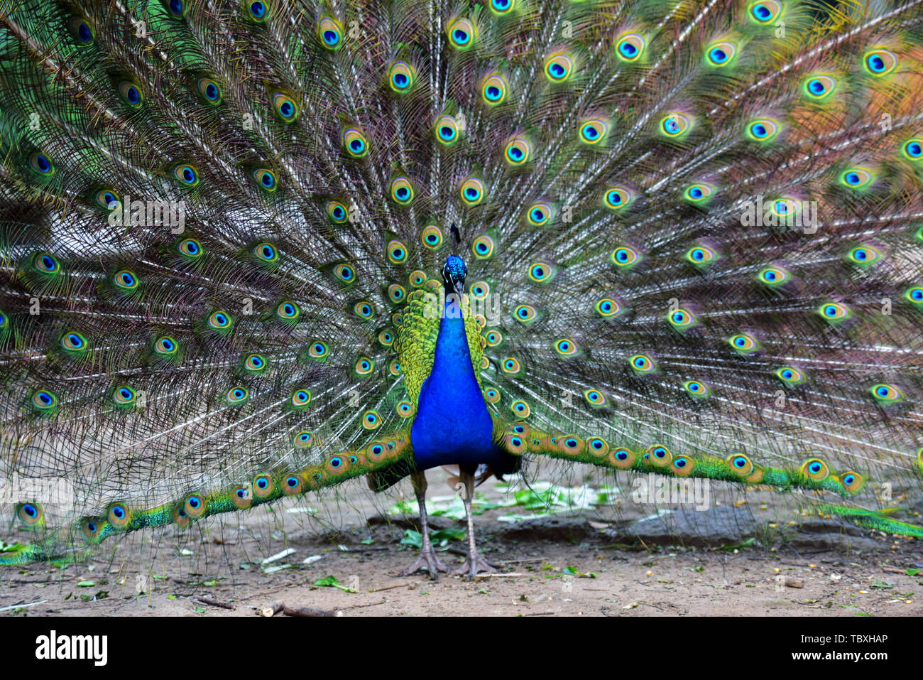 Tieshan hi-res stock photography and images - Alamy