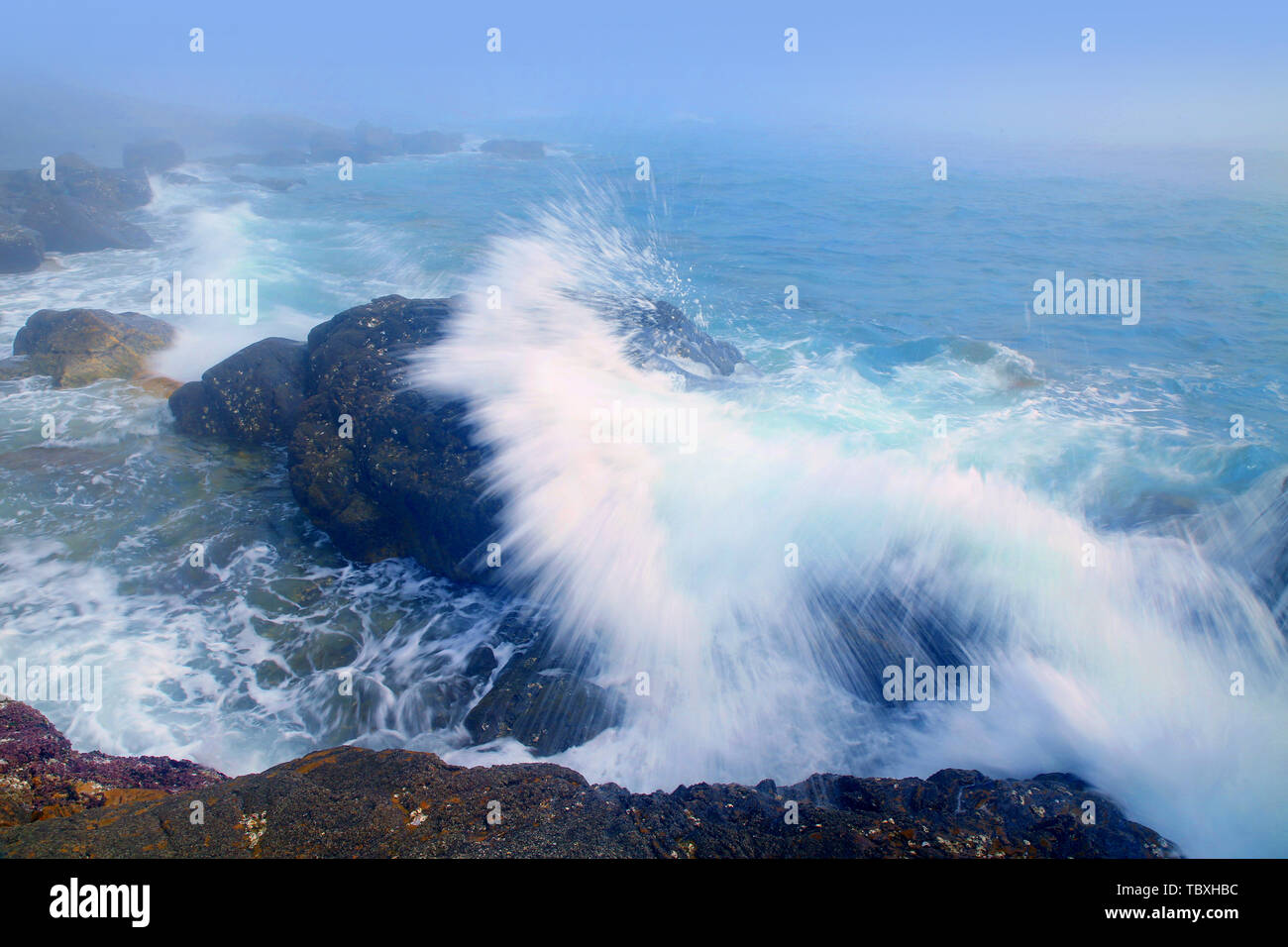 A group of pictures of the soul of the sea Stock Photo - Alamy